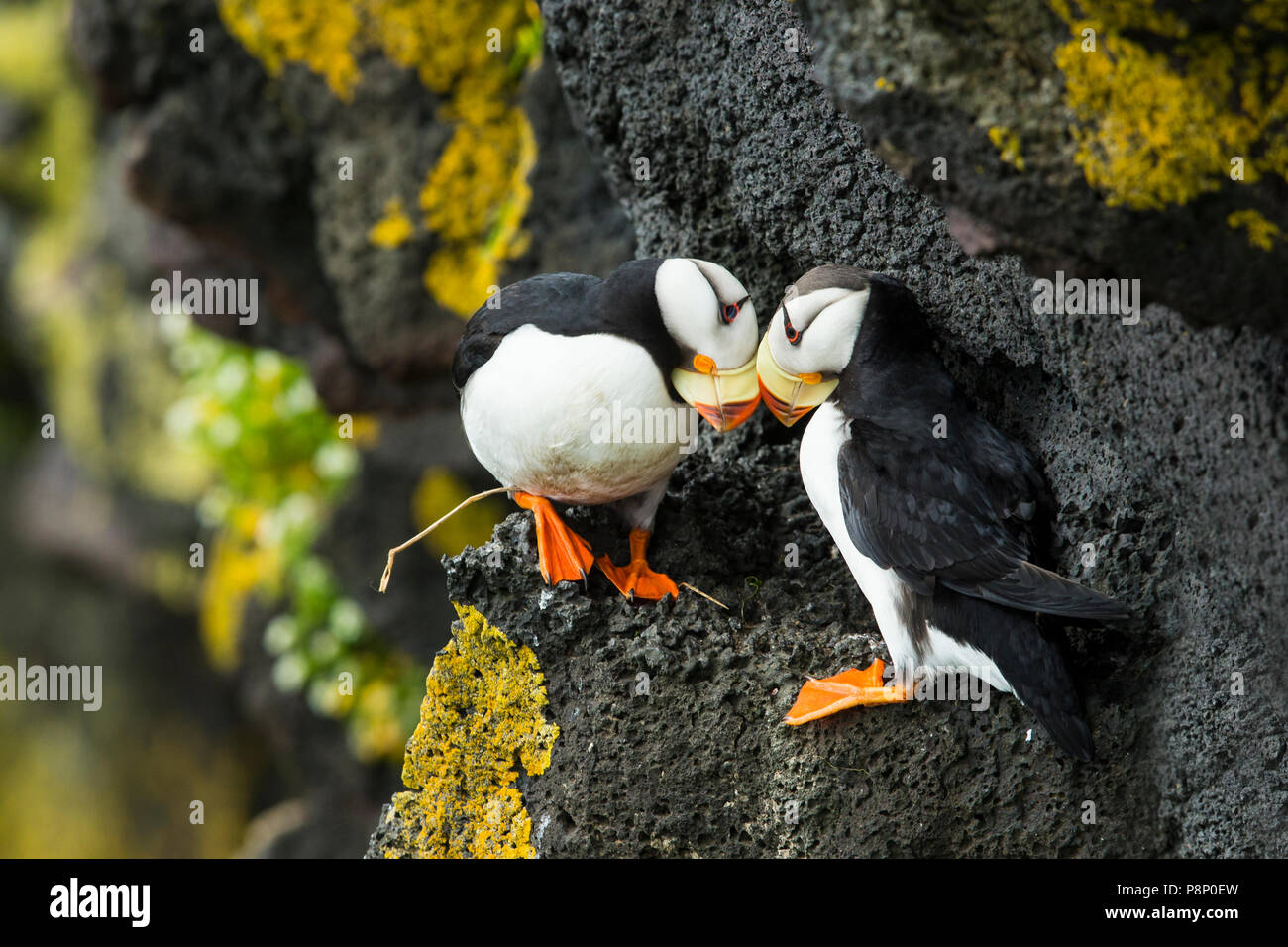 Horned puffins hi-res stock photography and images - Alamy
