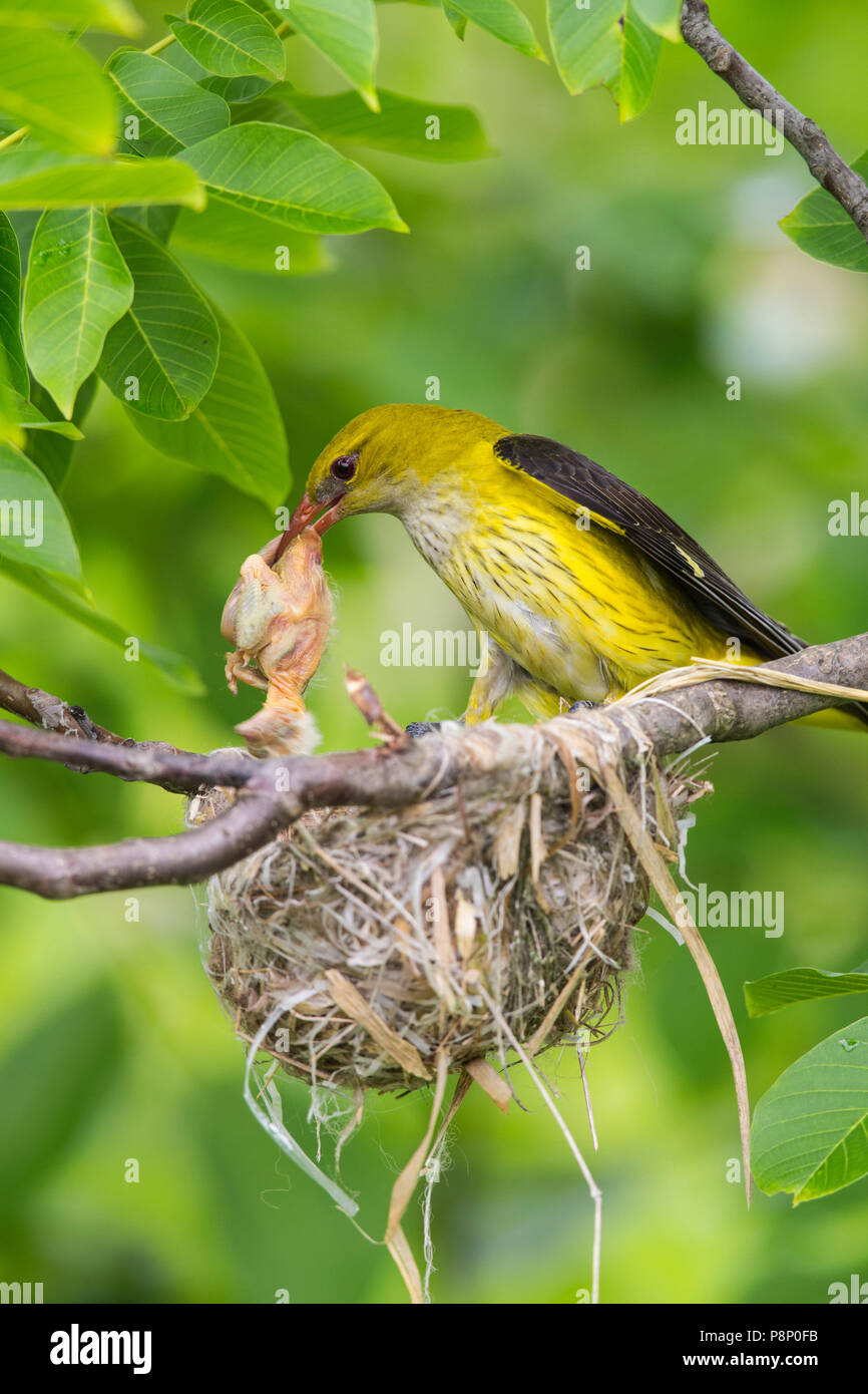 Female Eurasian Golden Oriole (Oriolus oriolus) removing dead ckick ...