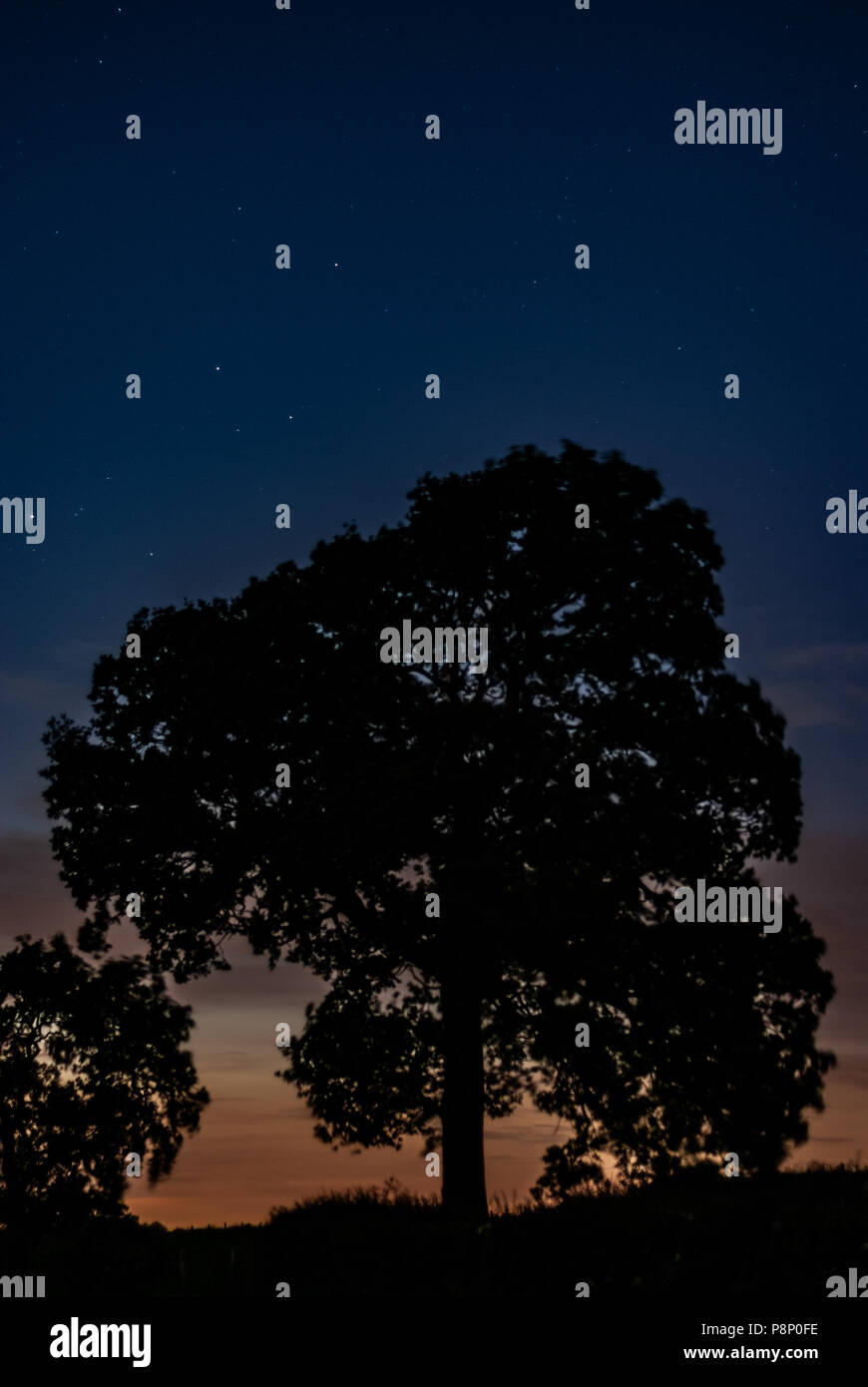 Night Tree Silhouette Stock Photo - Alamy