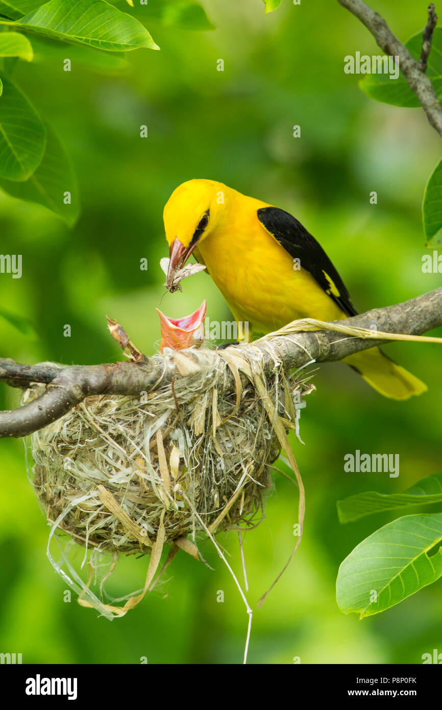 Eurasian golden orioles hi-res stock photography and images - Alamy