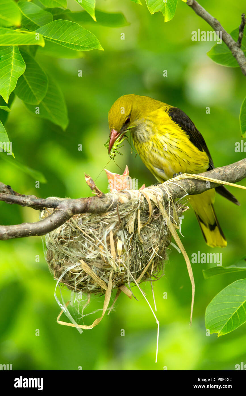 Female Eurasian Golden Oriole (Oriolus oriolus) feeds grasshopper to ...