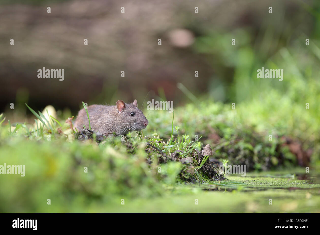 Juvenile rat hi-res stock photography and images - Alamy