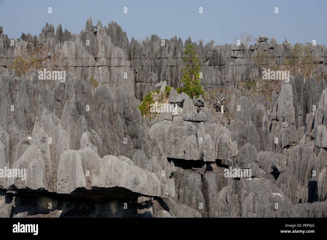 Strongly eroded limestone on Madagascar Stock Photo - Alamy