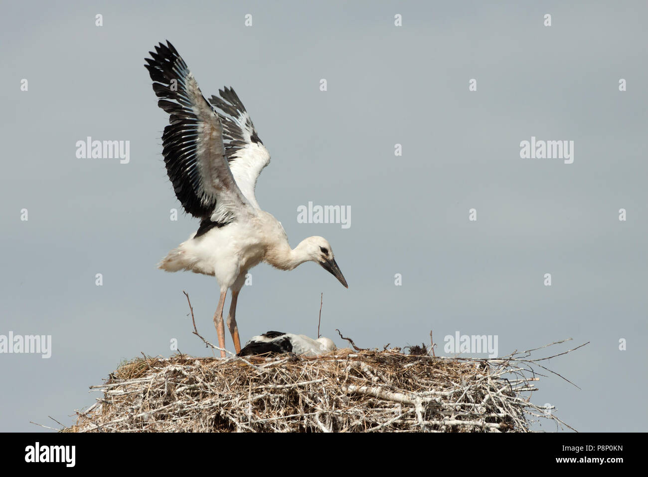 Stork fly hi-res stock photography and images - Alamy
