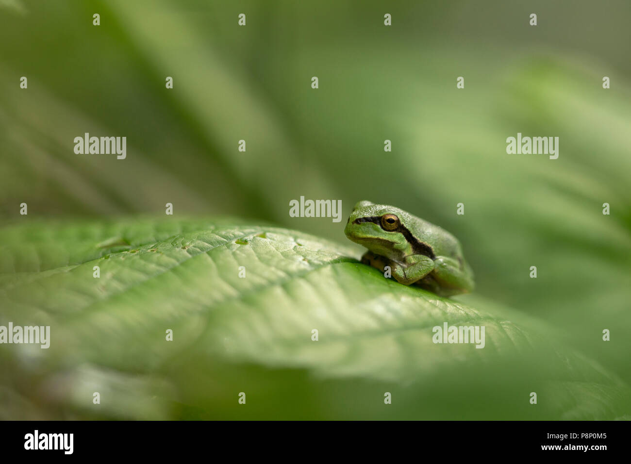 Species of frog hi-res stock photography and images - Alamy