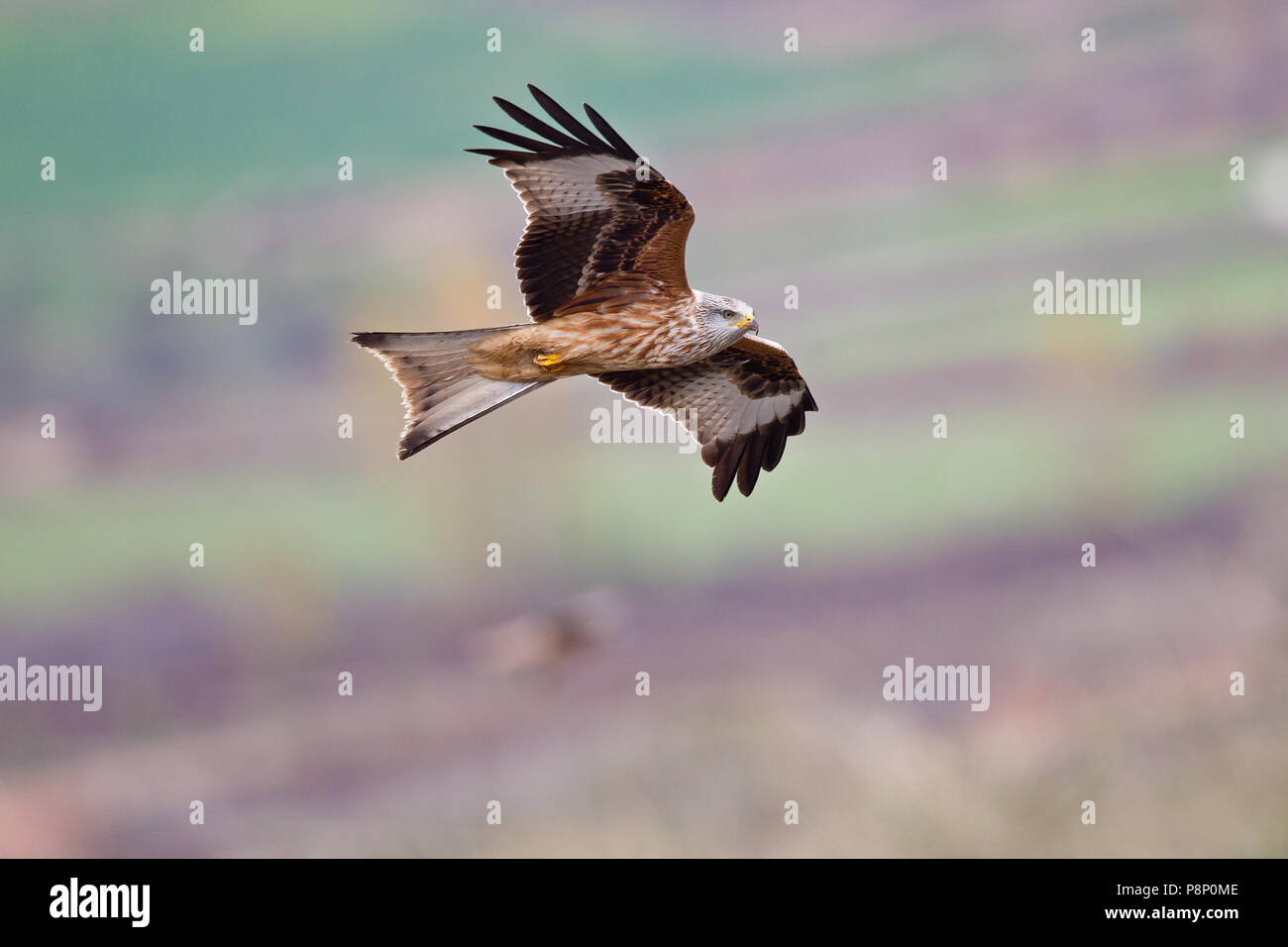 Red Kite Bird Of Prey High Resolution Stock Photography and Images - Alamy
