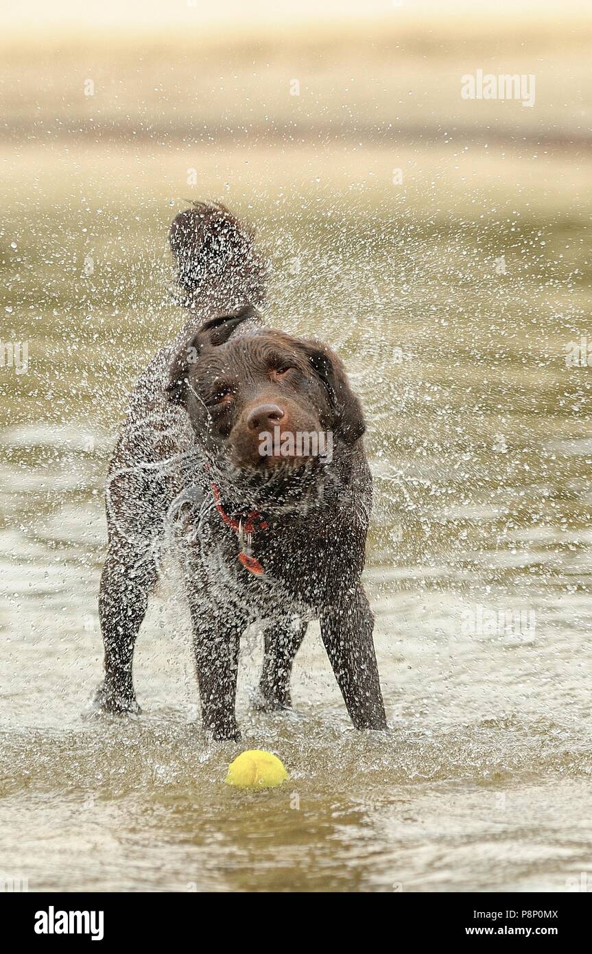 Animal water fun hi-res stock photography and images - Alamy