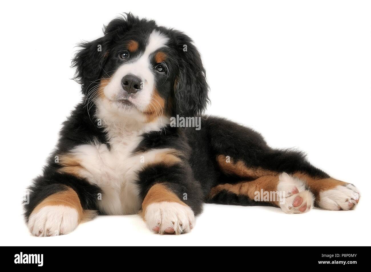 Bernese mountain dog puppy Stock Photo - Alamy