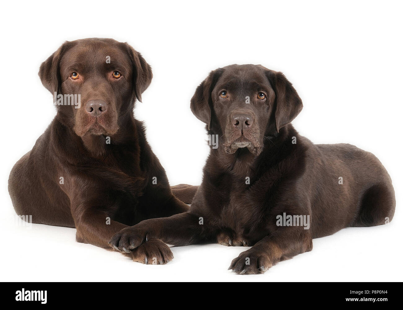 Two brown labrador retriever Cut Out Stock Images & Pictures - Alamy