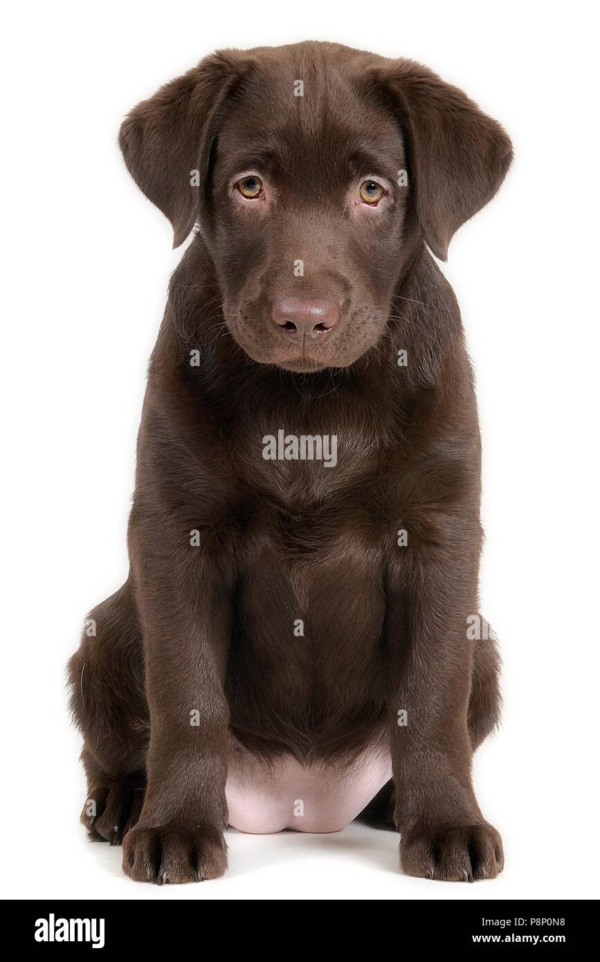 Labrador or just lab Cut Out Stock Images & Pictures - Alamy
