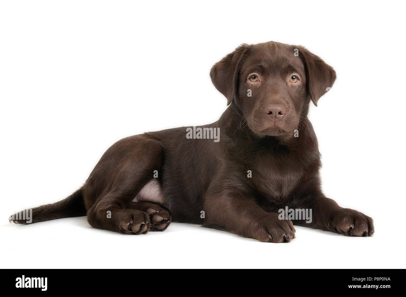 Labrador retriever chocolate puppy Cut Out Stock Images & Pictures - Alamy