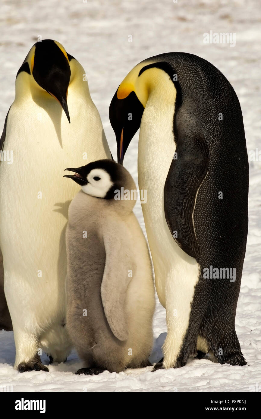 Pair Emperor Penguin with juvenile on Sea ice Stock Photo - Alamy