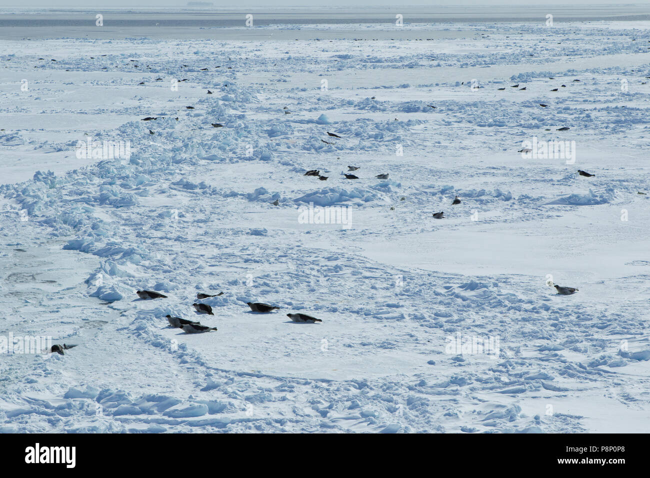 Harp Seal colony with pups on sea ice Stock Photo - Alamy