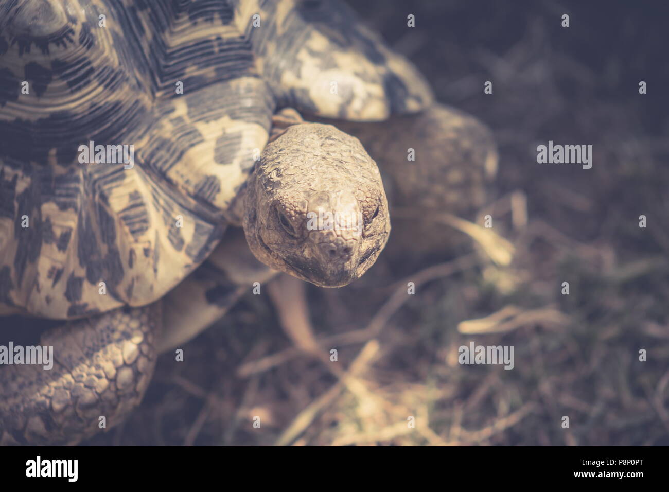 Wild leopard tortoise stigmochelys pardalis hi-res stock photography ...