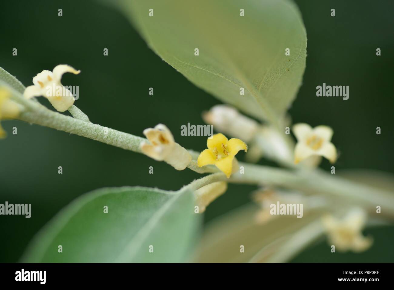 Elaeagnus angustifolia oleaster hi-res stock photography and images - Alamy