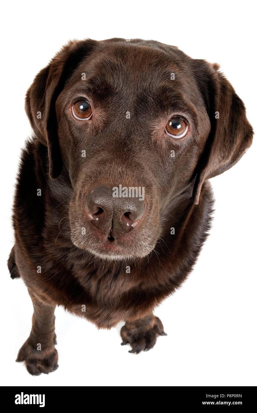 Funny lab hi-res stock photography and images - Alamy