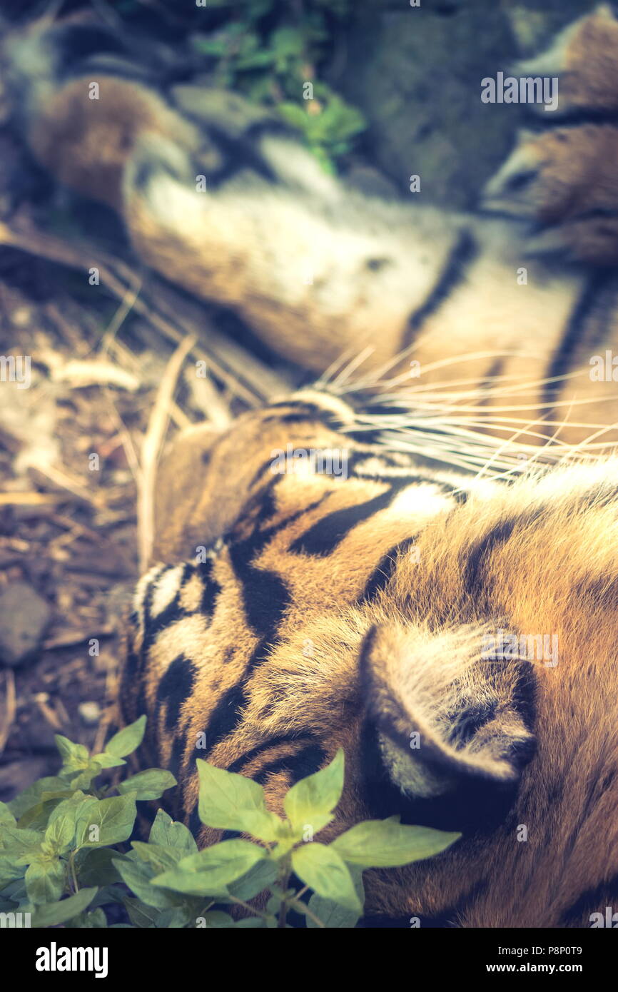 Tiger sleeping hi-res stock photography and images - Alamy
