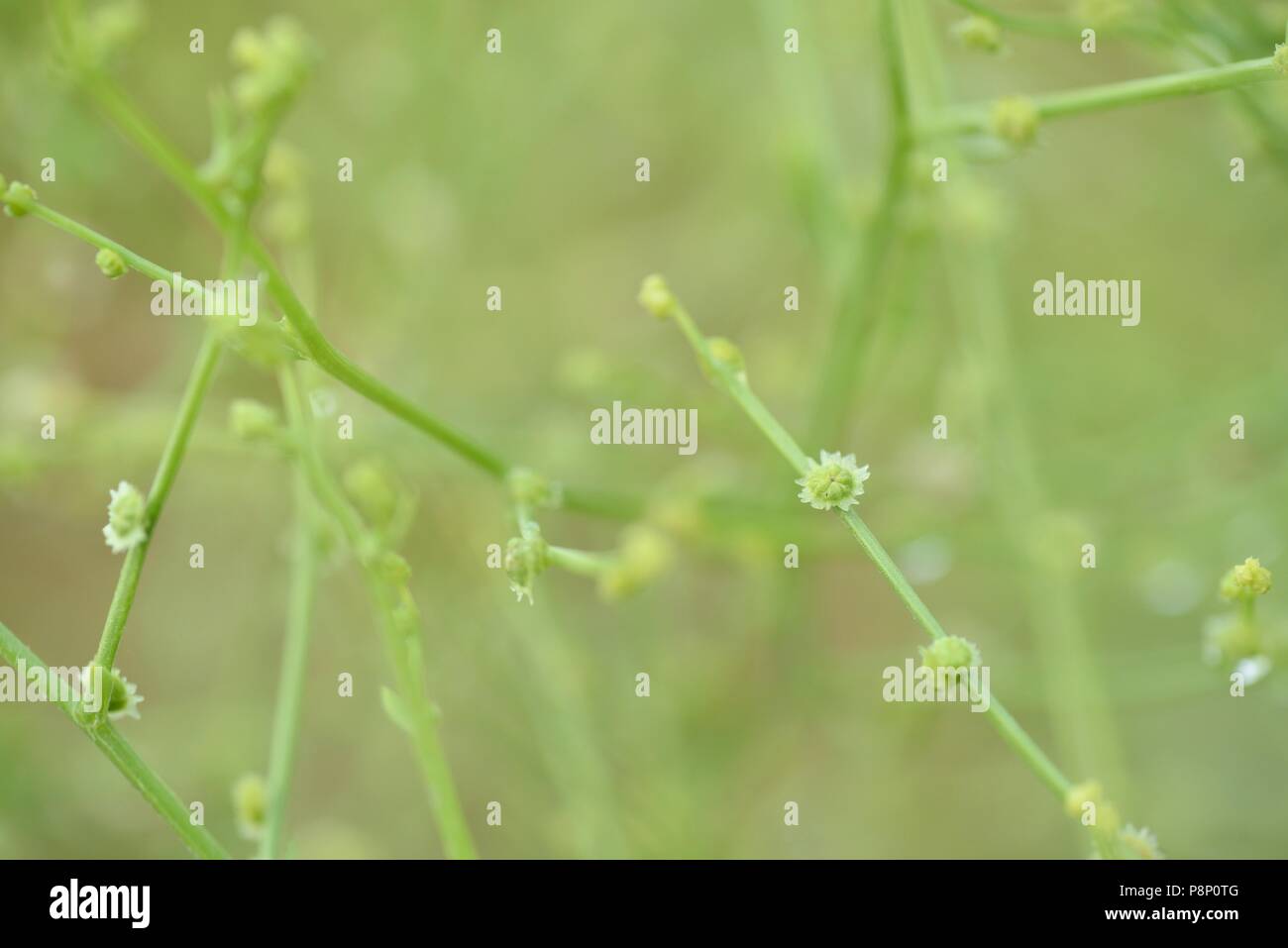 Cicloloma atriplicifolium hi-res stock photography and images - Alamy