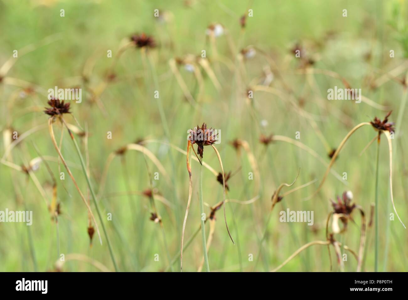 Inflorescence of Cyperus capitatus growing in the dunes of Southern ...