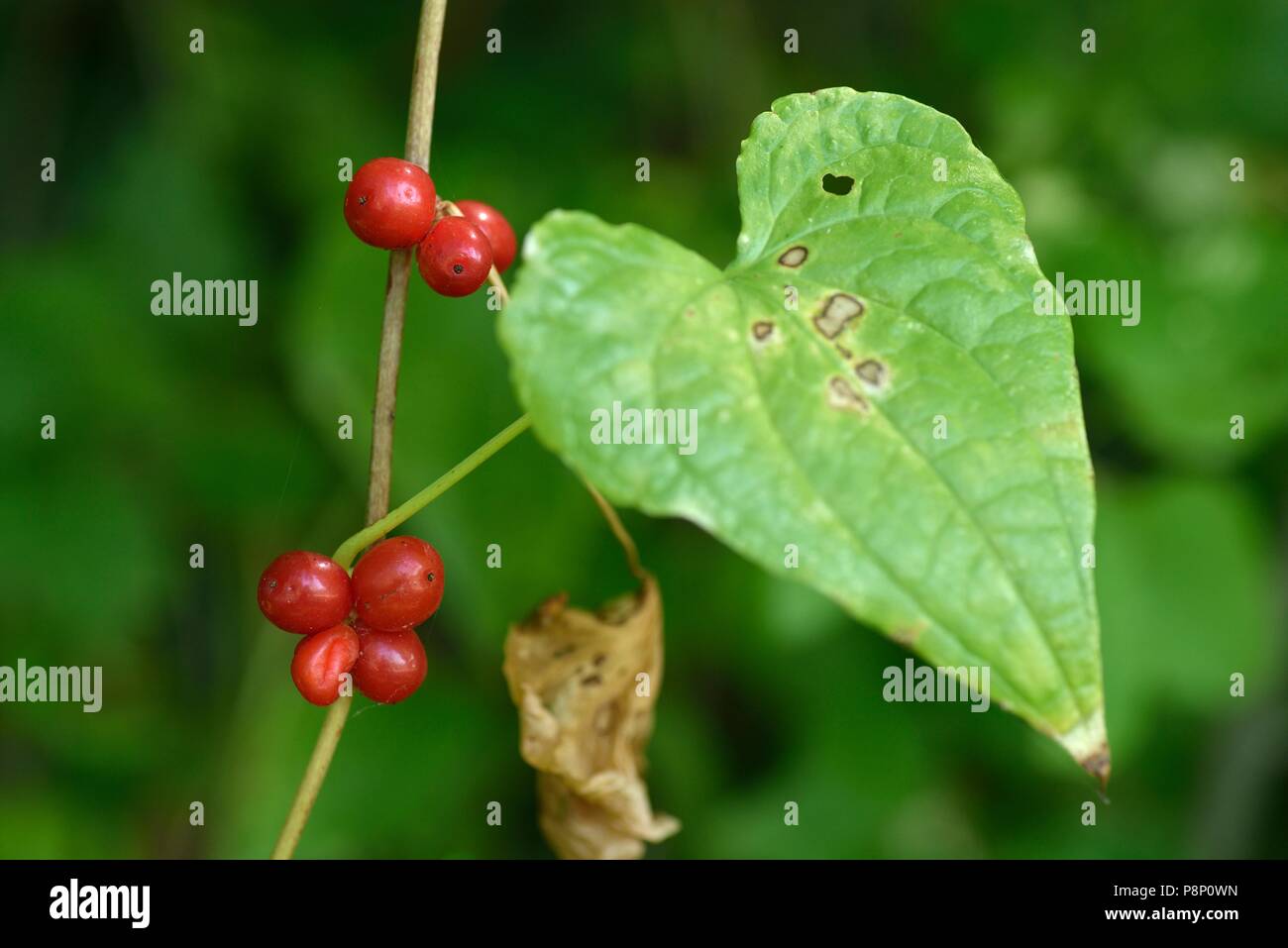 Shaped shrubs hi-res stock photography and images - Alamy