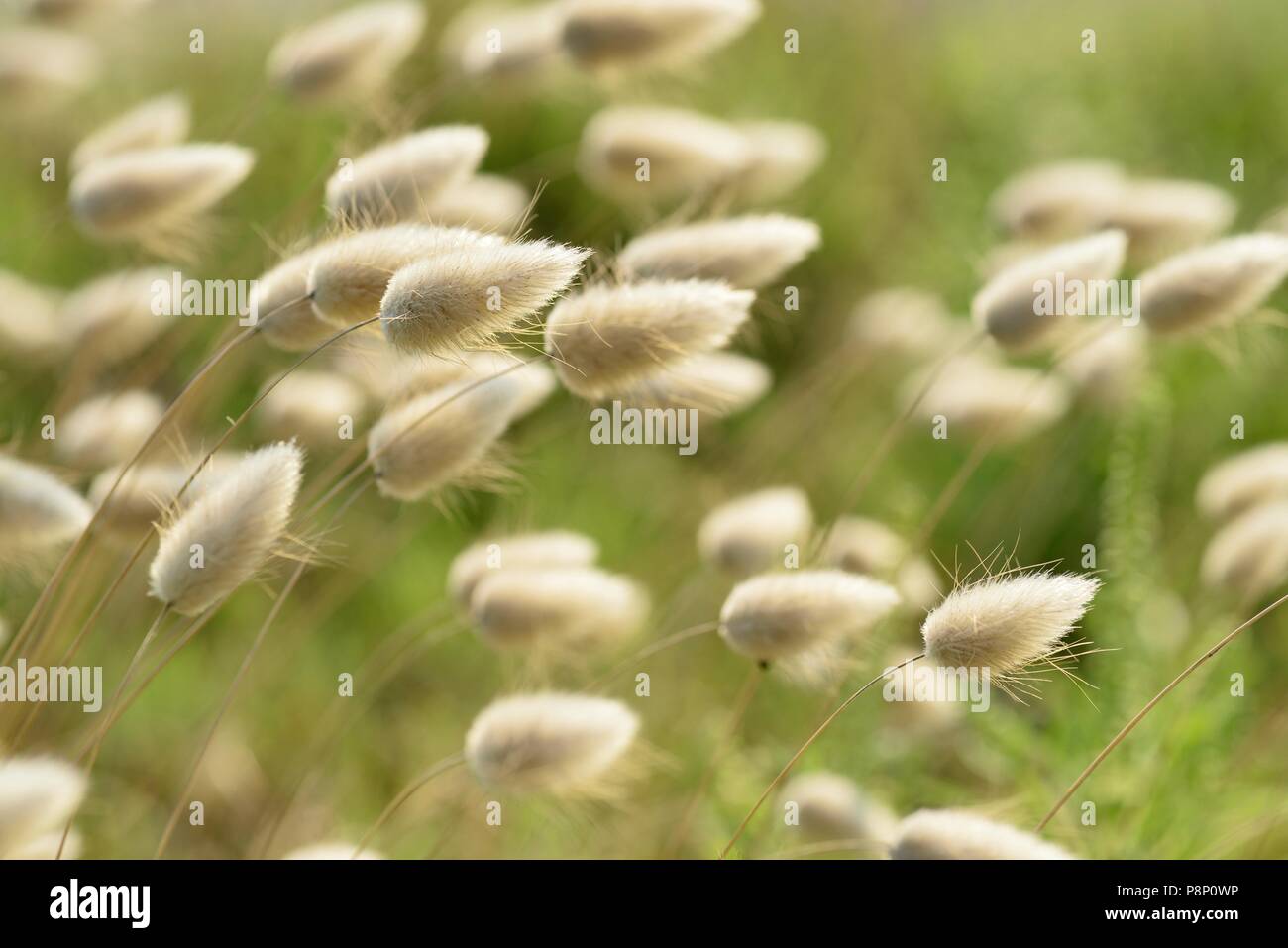 Harestail grass hi-res stock photography and images - Alamy