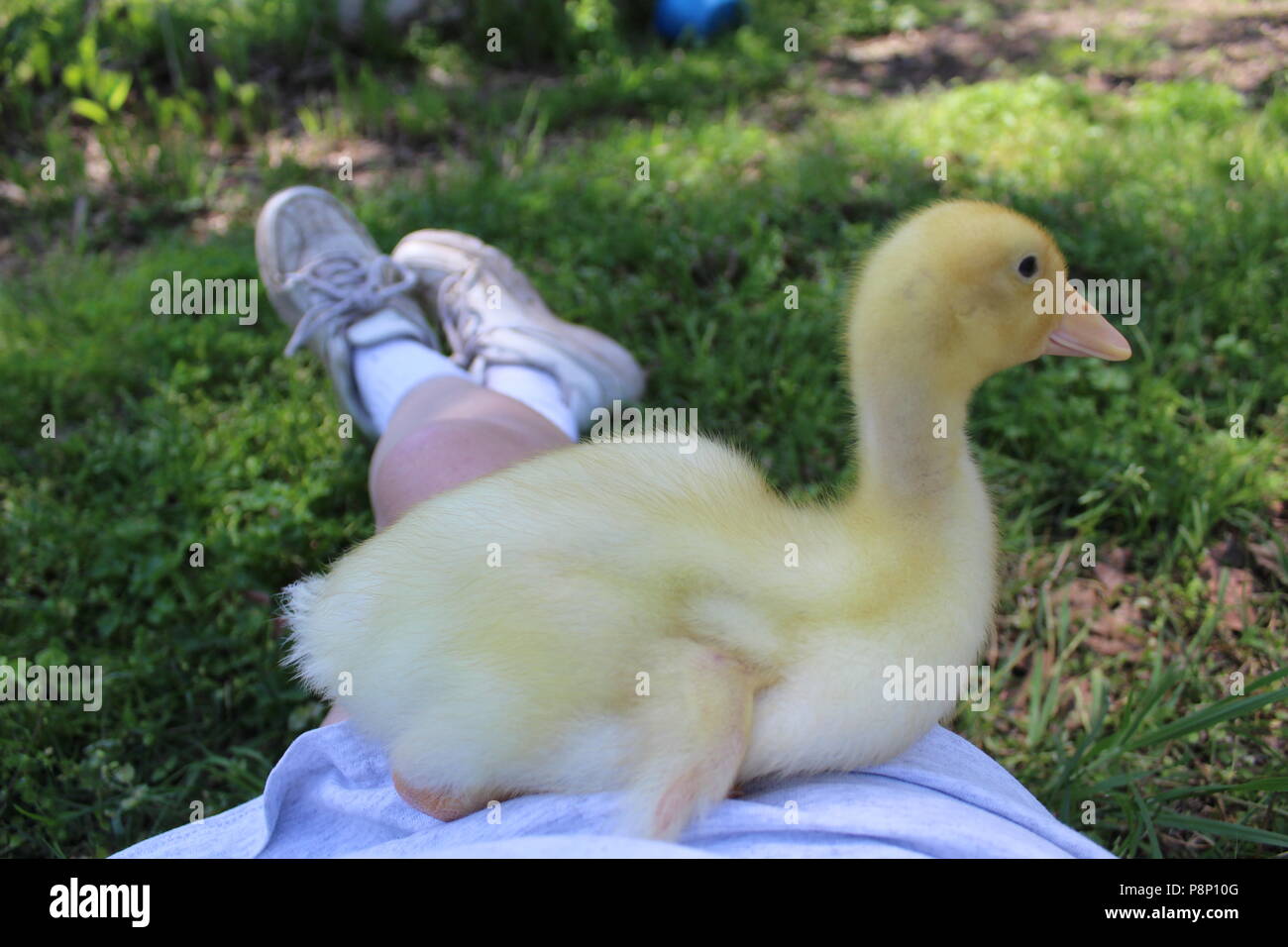 Duckling sitting on woman's stomach Stock Photo - Alamy
