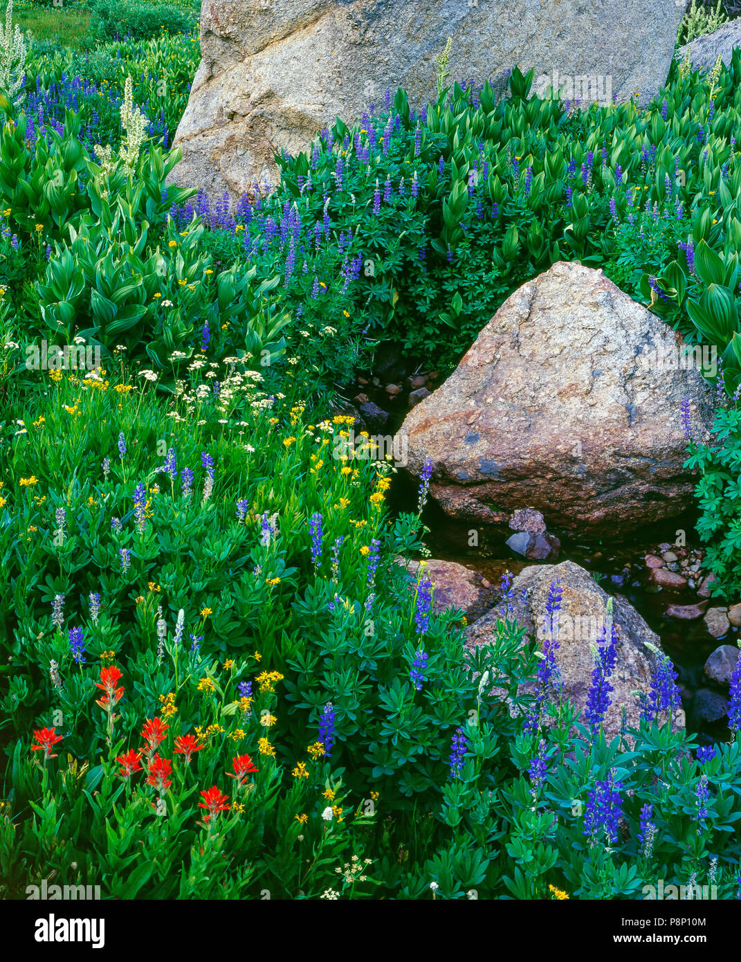 Indian wilderness hi-res stock photography and images - Alamy