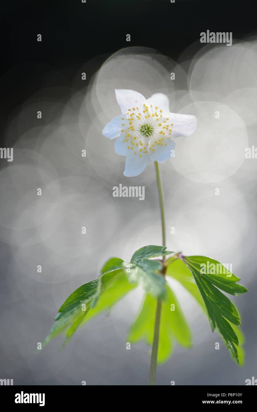 Flowering Wood Anemones in spring forest Stock Photo - Alamy