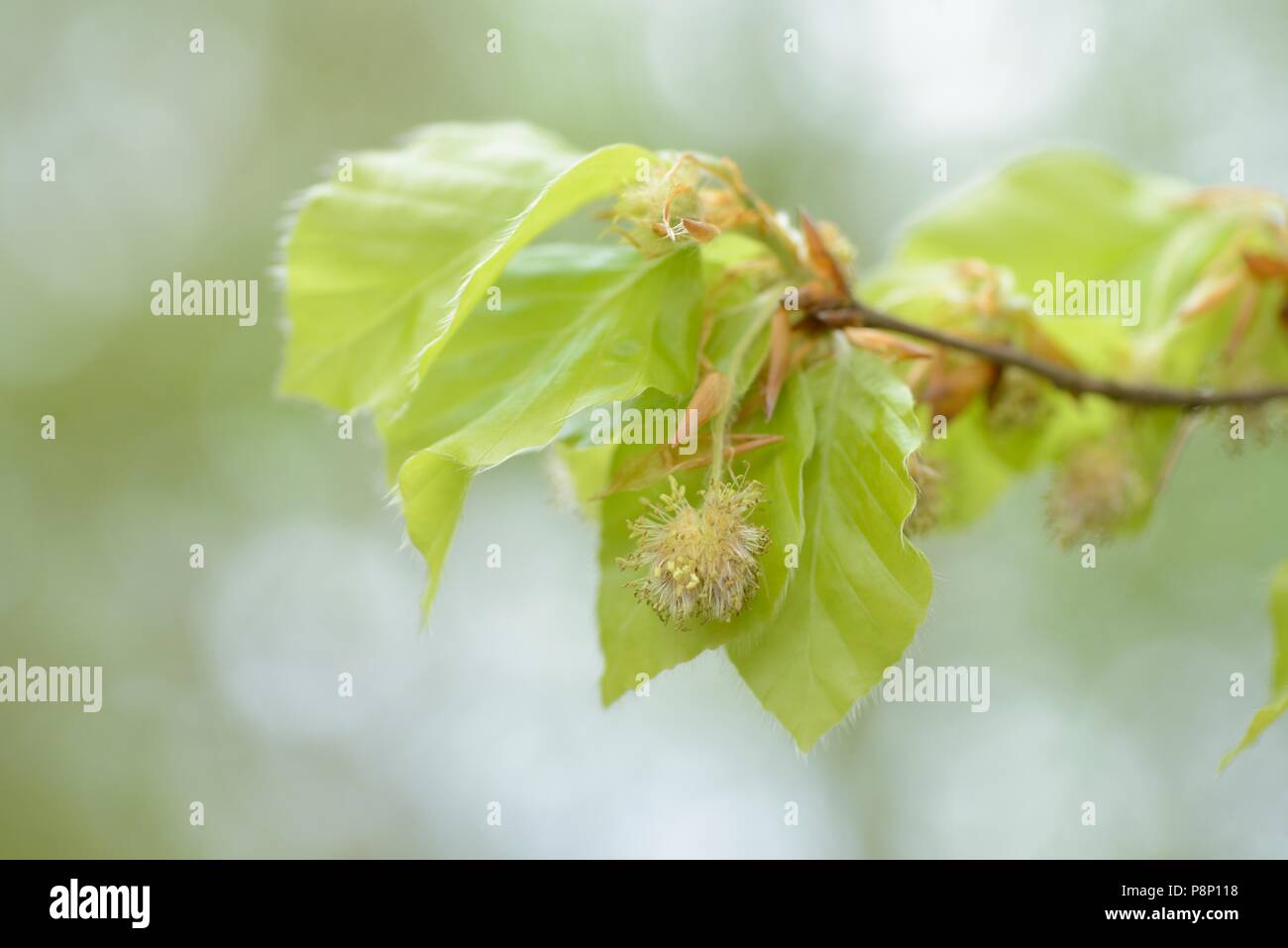 Beech family hi-res stock photography and images - Alamy