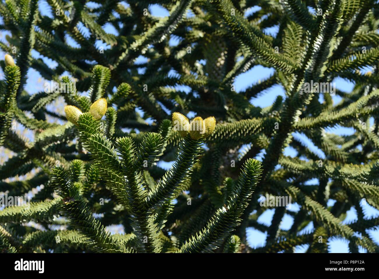 Monkey puzzle tree hi-res stock photography and images - Alamy