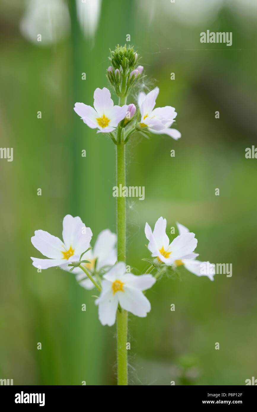 Perennial water plant hi-res stock photography and images - Alamy