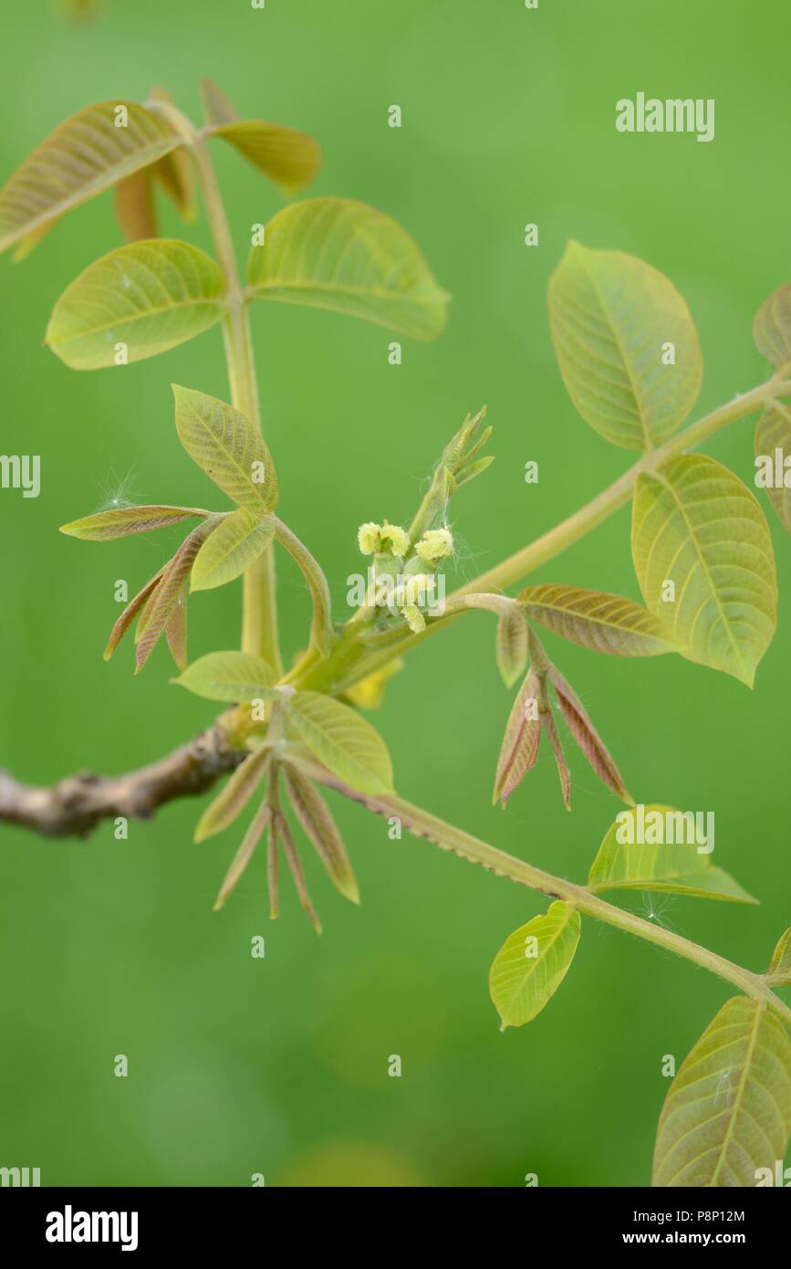 Female inflorescence of the Common Walnut Stock Photo - Alamy