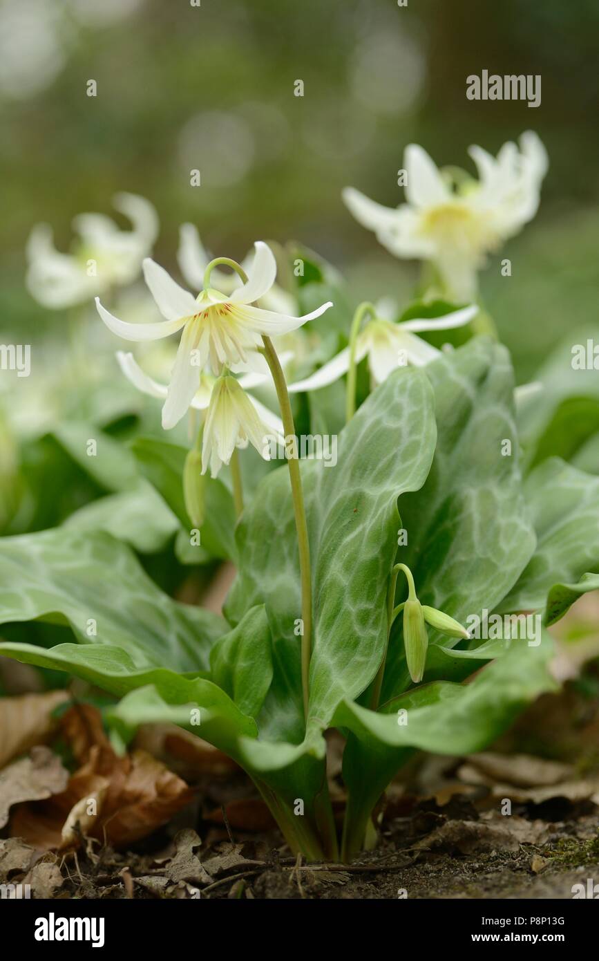 Flowering Dog tooth violet hybrid 'Pagoda' Stock Photo - Alamy