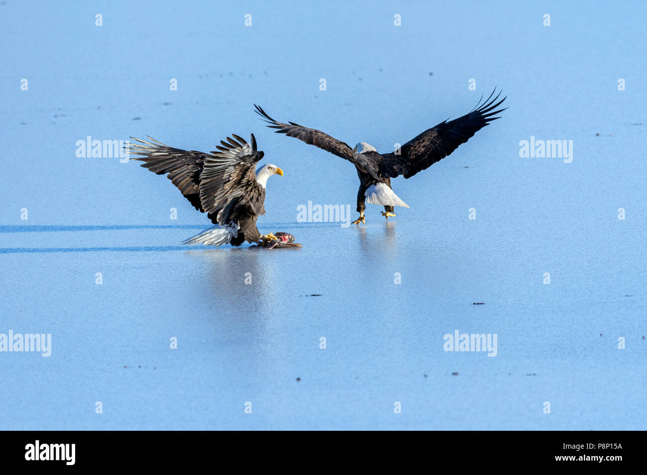 Eagle attacking fish hi-res stock photography and images - Alamy