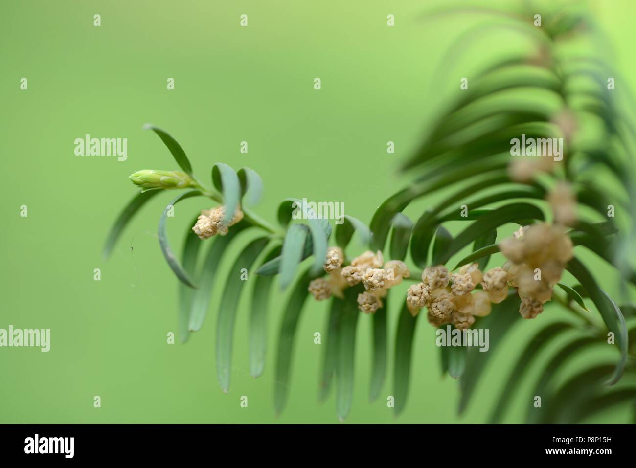 European yew hi-res stock photography and images - Alamy