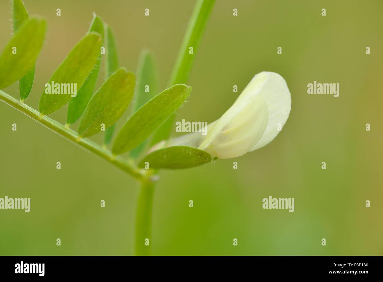Yellow Vetch High Resolution Stock Photography and Images - Alamy