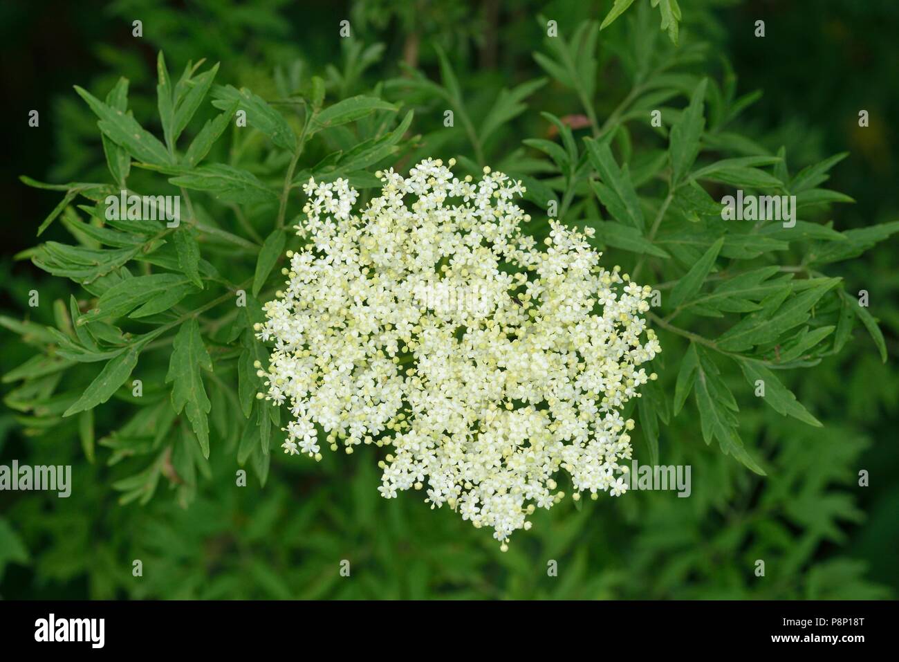 Common elder hi-res stock photography and images - Alamy