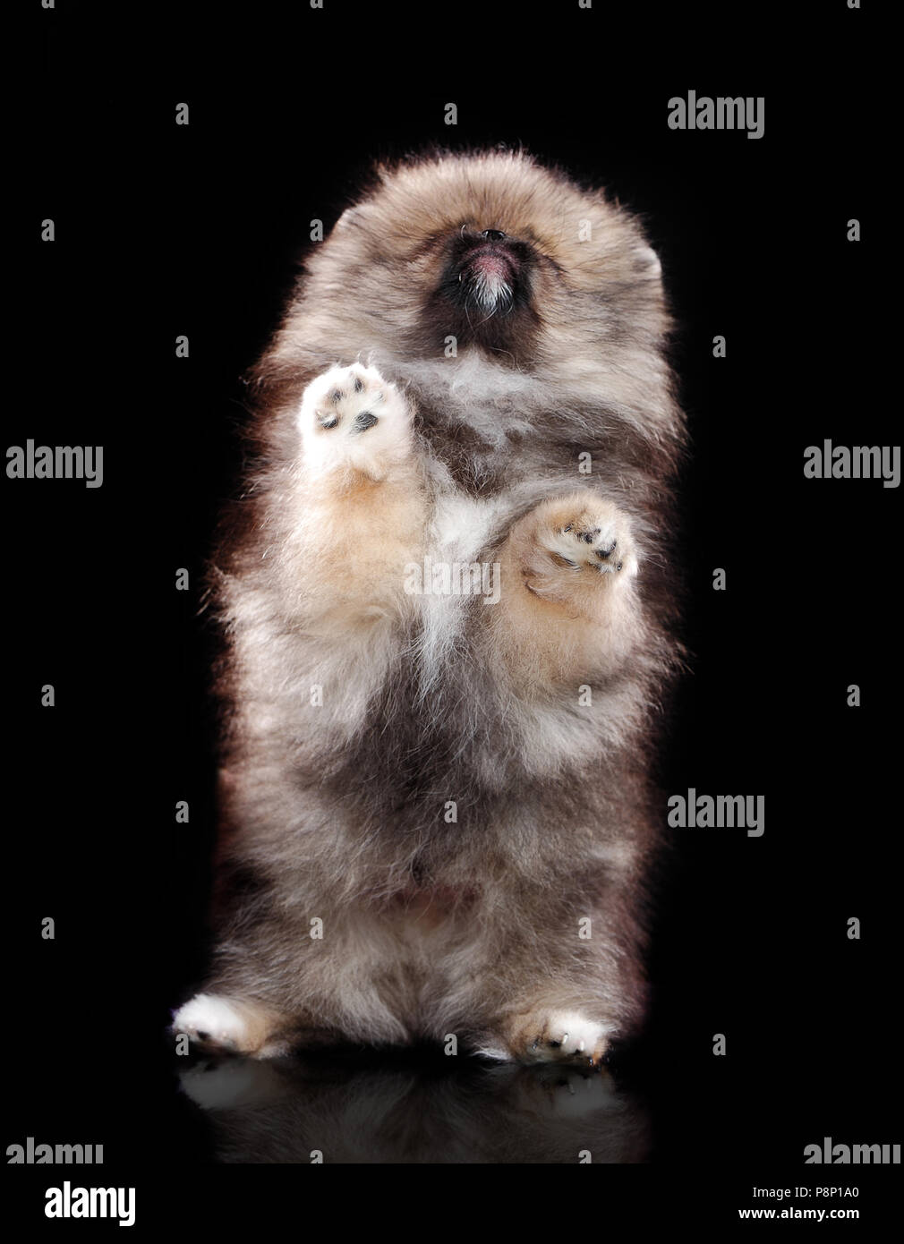 Fluffy Legs High Resolution Stock Photography and Images - Alamy