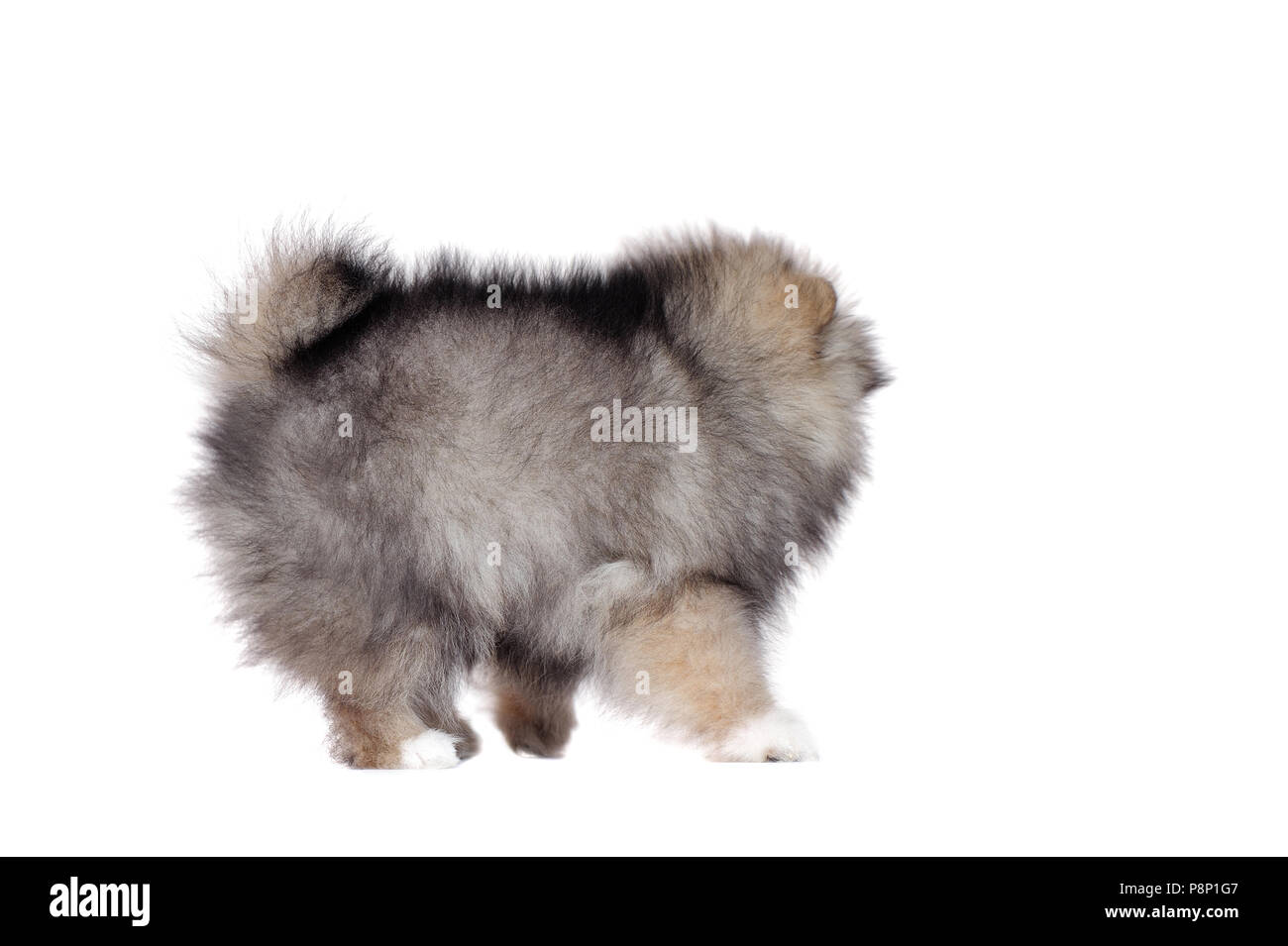 Child Dog Back View Cut Out Stock Images & Pictures - Alamy