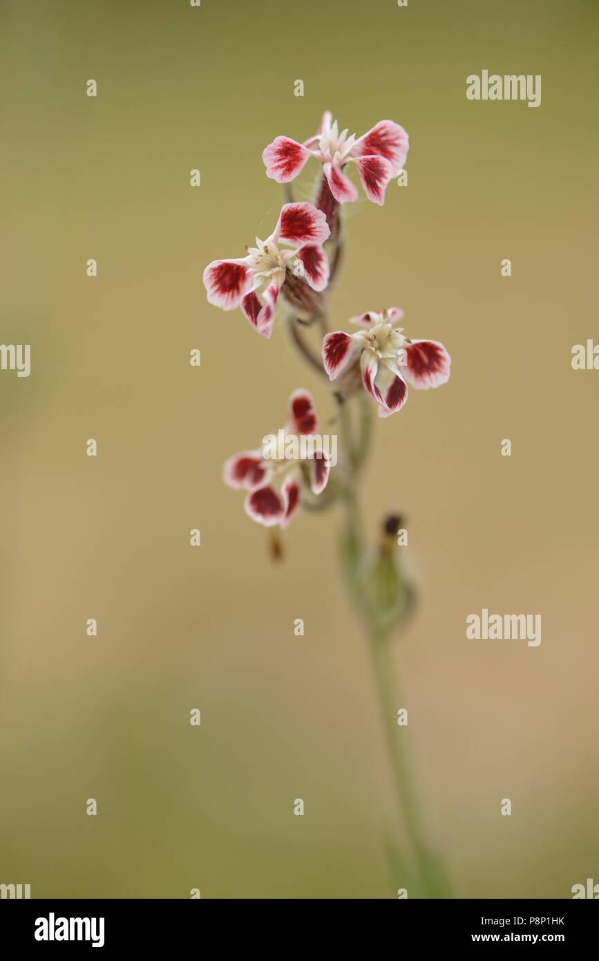 Flowering Small-flowered catchfly var. Quinquevulnera Stock Photo - Alamy