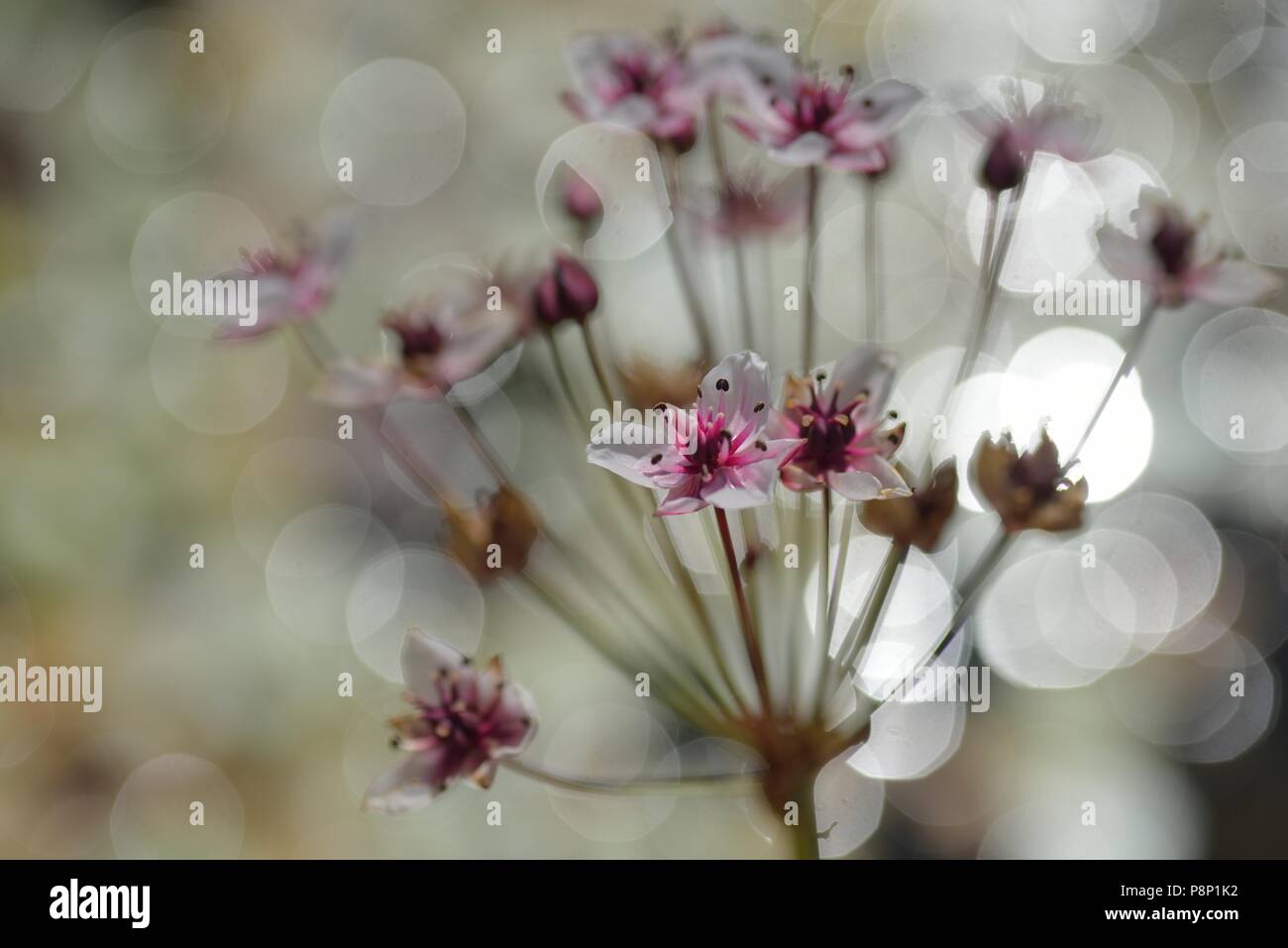 Against the light hi-res stock photography and images - Alamy