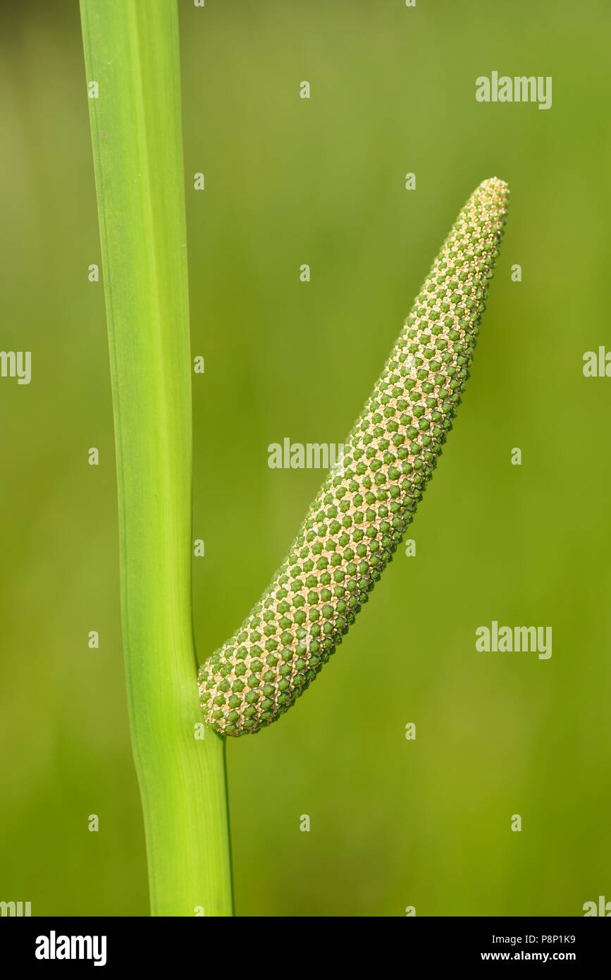 Sweet flag hi-res stock photography and images - Alamy