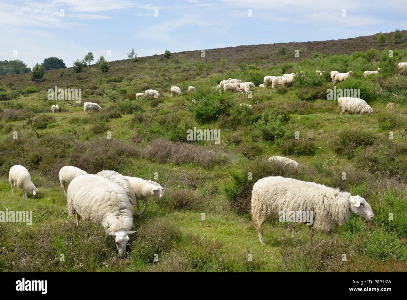Group foraging on hi-res stock photography and images - Alamy