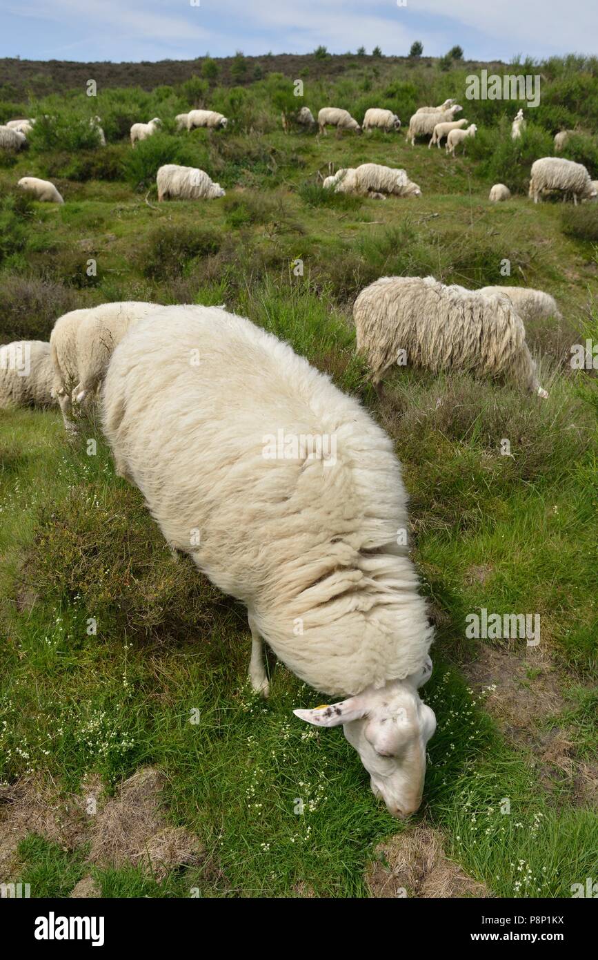 Sheep management hi-res stock photography and images - Alamy