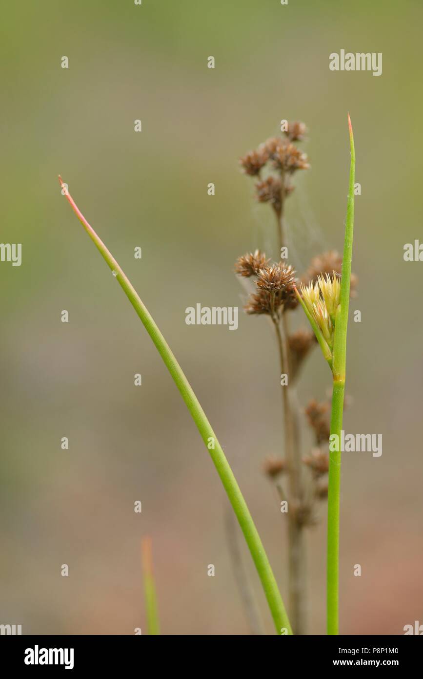 Juncus Brevicaudatus