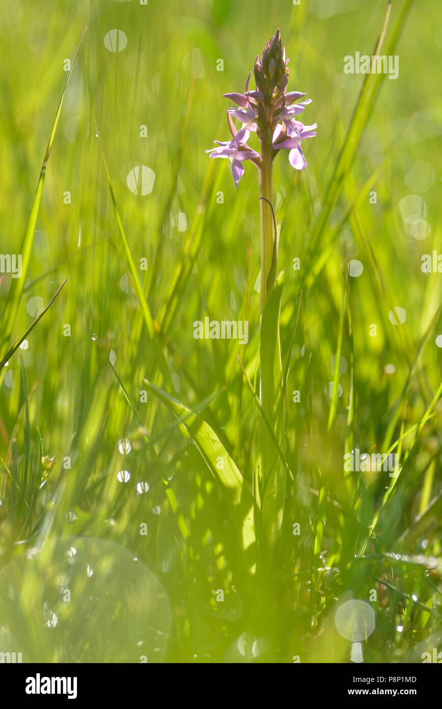Flowering Southern Marsh-orchid Stock Photo - Alamy