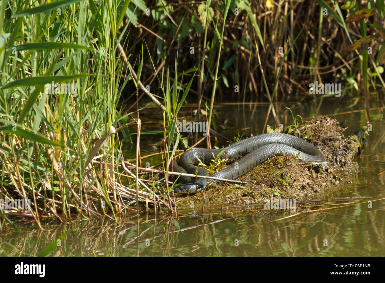 Sunbathing snakes hi-res stock photography and images - Alamy