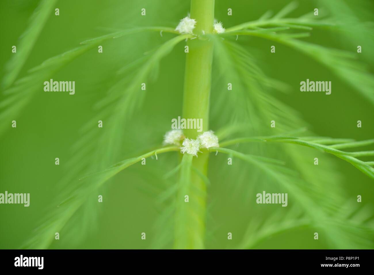 Parrot Feather is an invasive exotic aquatic plant Stock Photo - Alamy