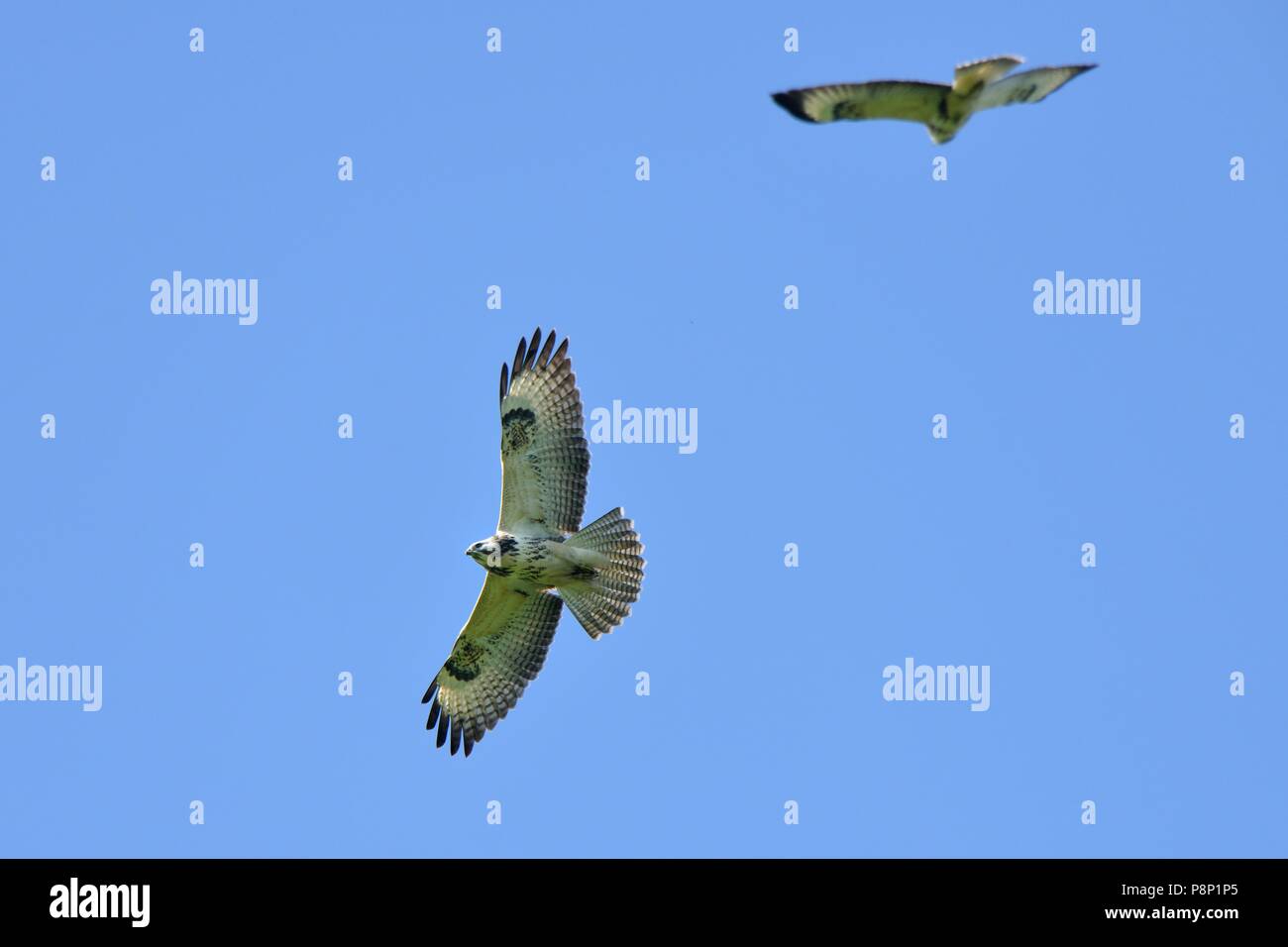 Common Buzzard in flight during autumn migration Stock Photo - Alamy