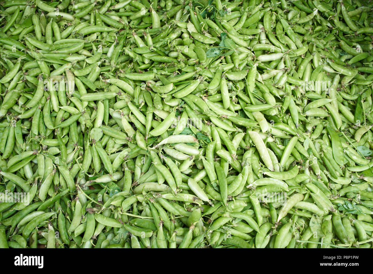 Peas pods close up hi-res stock photography and images - Alamy